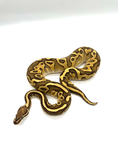 Leopard Lesser Het Clown Ball Python by Extraordinary Exotics
