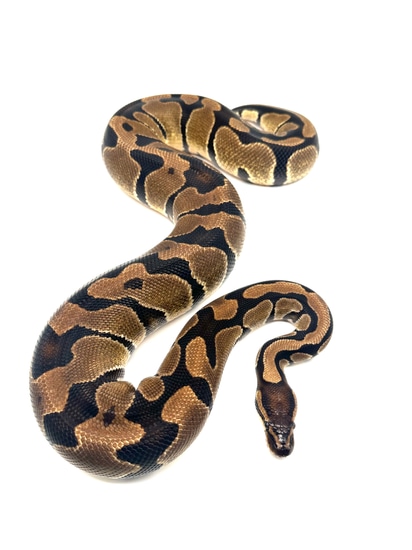 RTB DH TSK Axanthic DG Pair Ball Python by Extraordinary Exotics