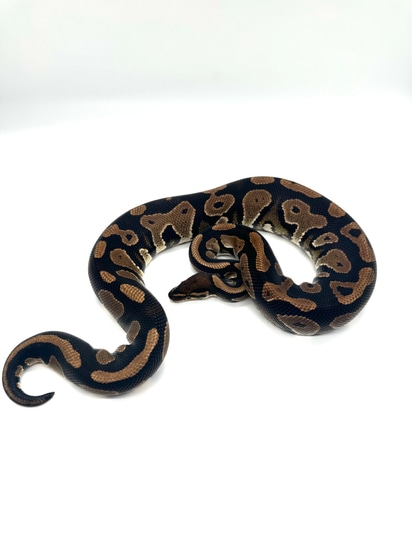 Enchi BH TH Ultramel DG Clown Ball Python by Extraordinary Exotics