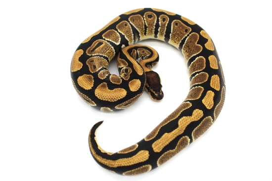 NR Mandarin Het Clown Ball Python by Extraordinary Exotics