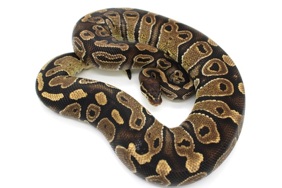 Het Monsoon Ball Python by Extraordinary Exotics