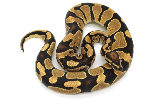 DH Hypo Clown Ball Python by Extraordinary Exotics