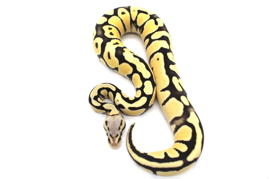 Pastel DG 66% Het Pied Ball Python by Extraordinary Exotics