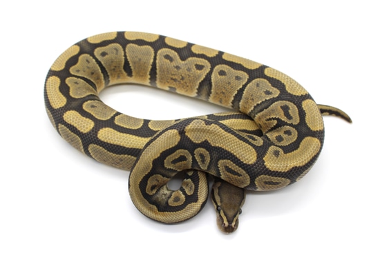 Hypo DH Clown Pied Ball Python by Extraordinary Exotics