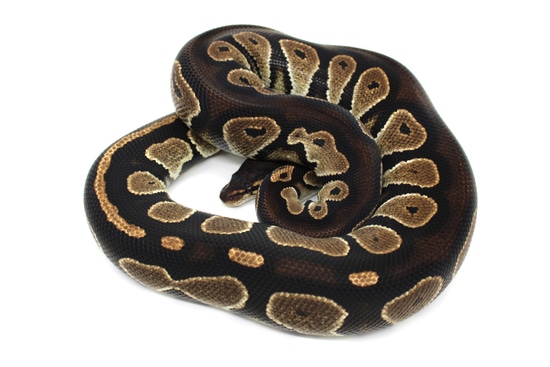 Blackhead Ball Python by Extraordinary Exotics