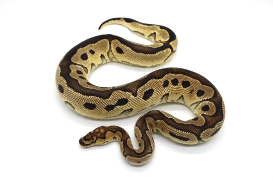 Clown DH VPI Axanthic Pied Ball Python by Extraordinary Exotics