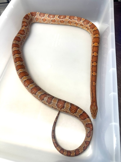 Adult Corn Snake by Extraordinary Exotics