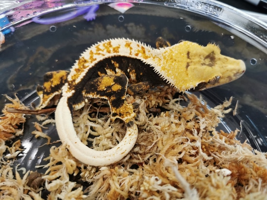Almost RTB, Gorgeous Dark Tricolor Male, Killer Contrast Crested Gecko ...