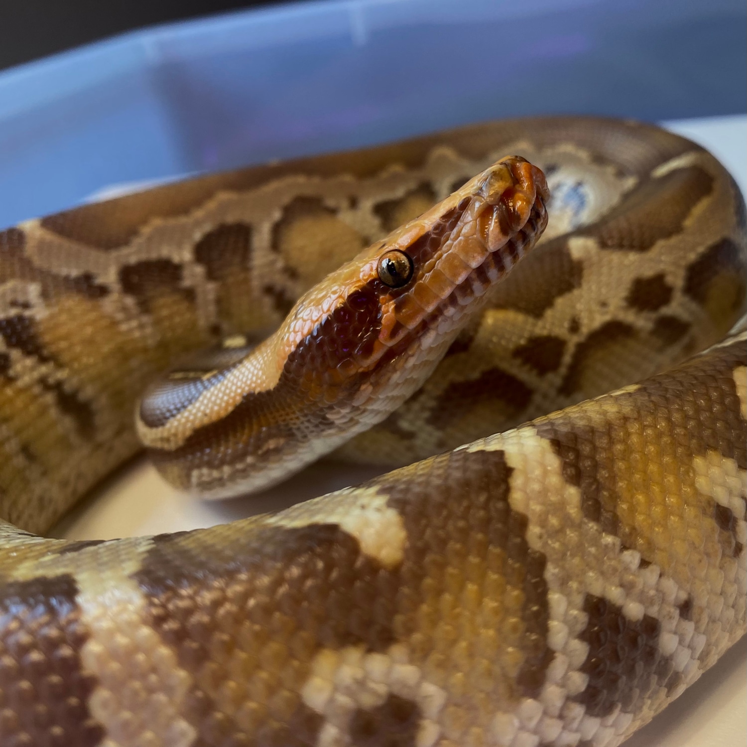 Visual Caramel Albino Sumatran Short-tailed Python by SLH Exotics ...