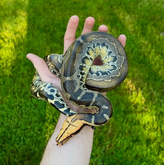 100% Het Caramel Albino Sumatran Short Tailed Python Sumatran Short ...