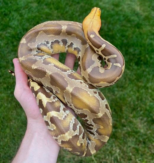 Caramel Albino Sumatran Short Tailed Python Sumatran Short-Tailed ...
