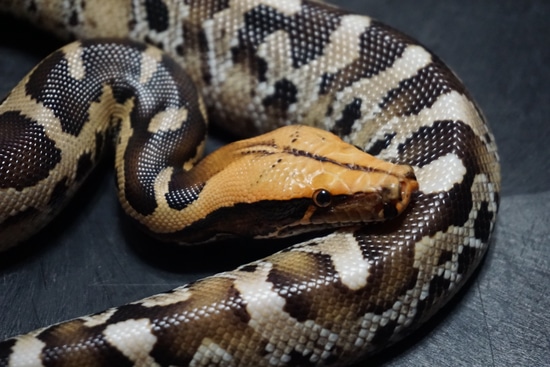 66% Het Caramel Albino Orangehead Sumatran Short Tail Sumatran Short ...