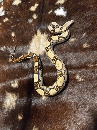 Kubusch Jungle Square Tail Boa Constrictor by Exotic Escapes
