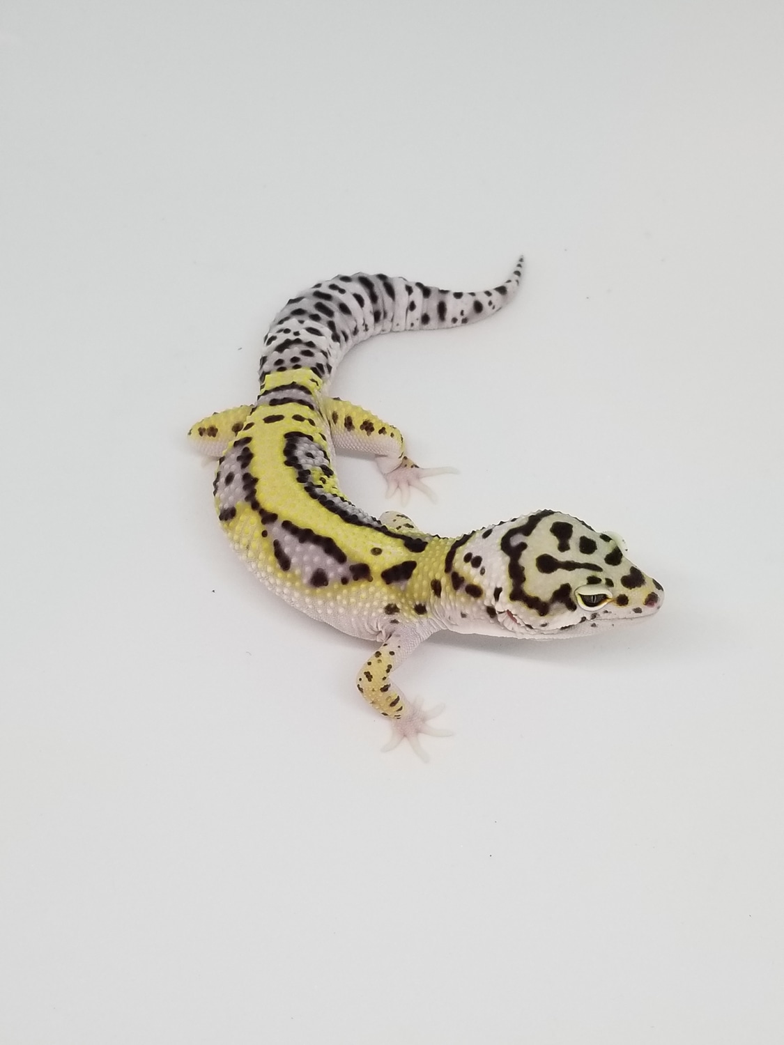 Mack Snow Het Tremper Het Eclipse Leopard Gecko by Victorian Geckos ...