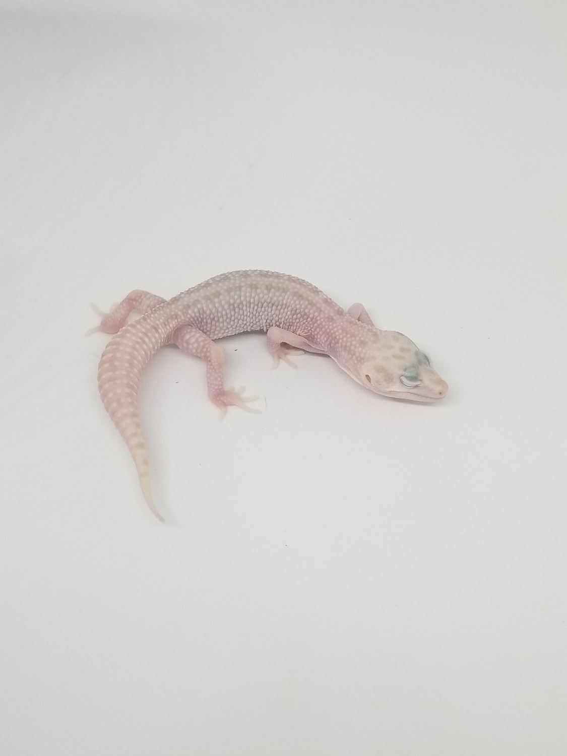 TSM Super Snow Tremper Het Eclipse Leopard Gecko by Victorian Geckos ...