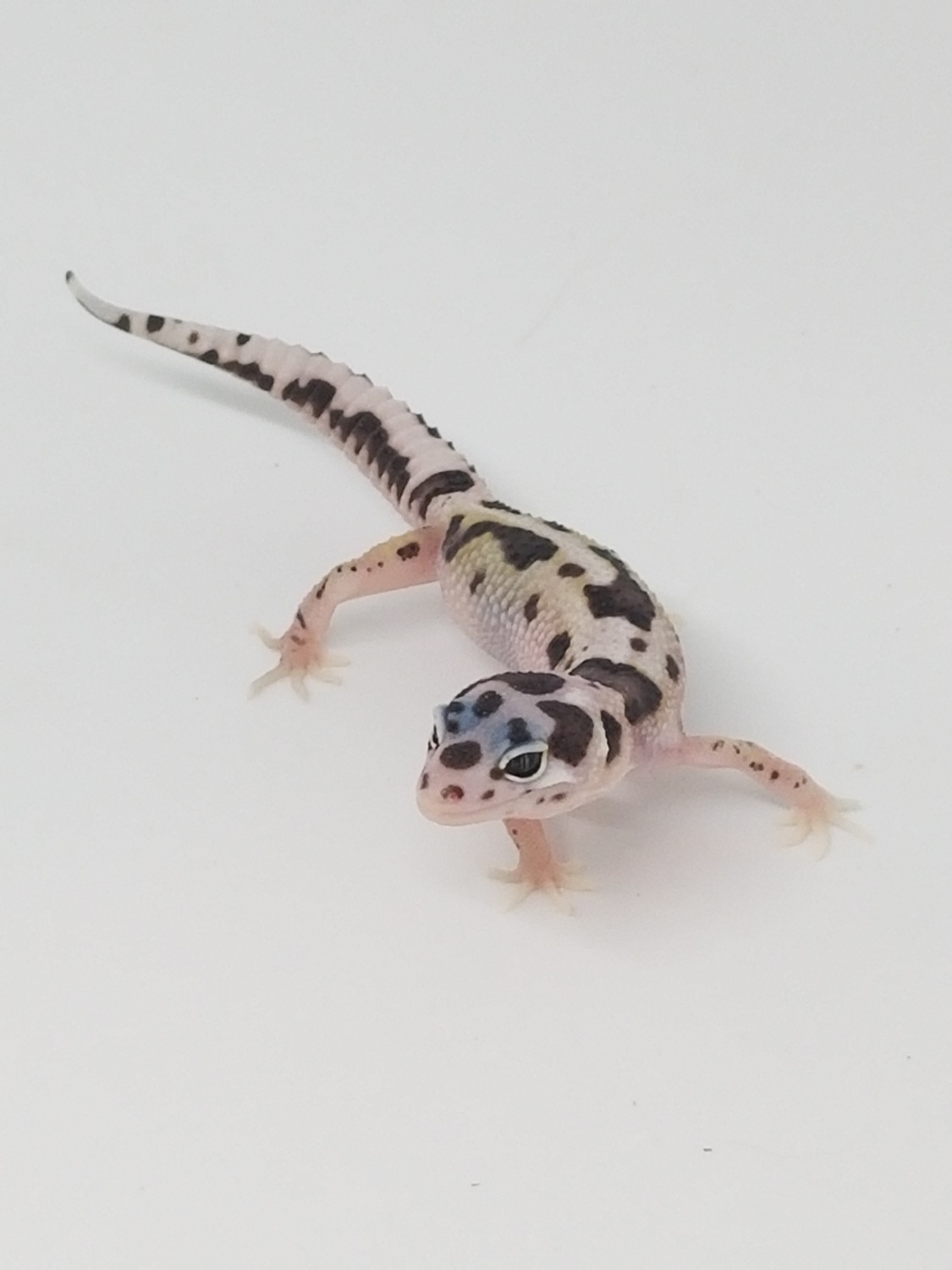 TSM Pet - Only Leopard Gecko by Victorian Geckos - MorphMarket