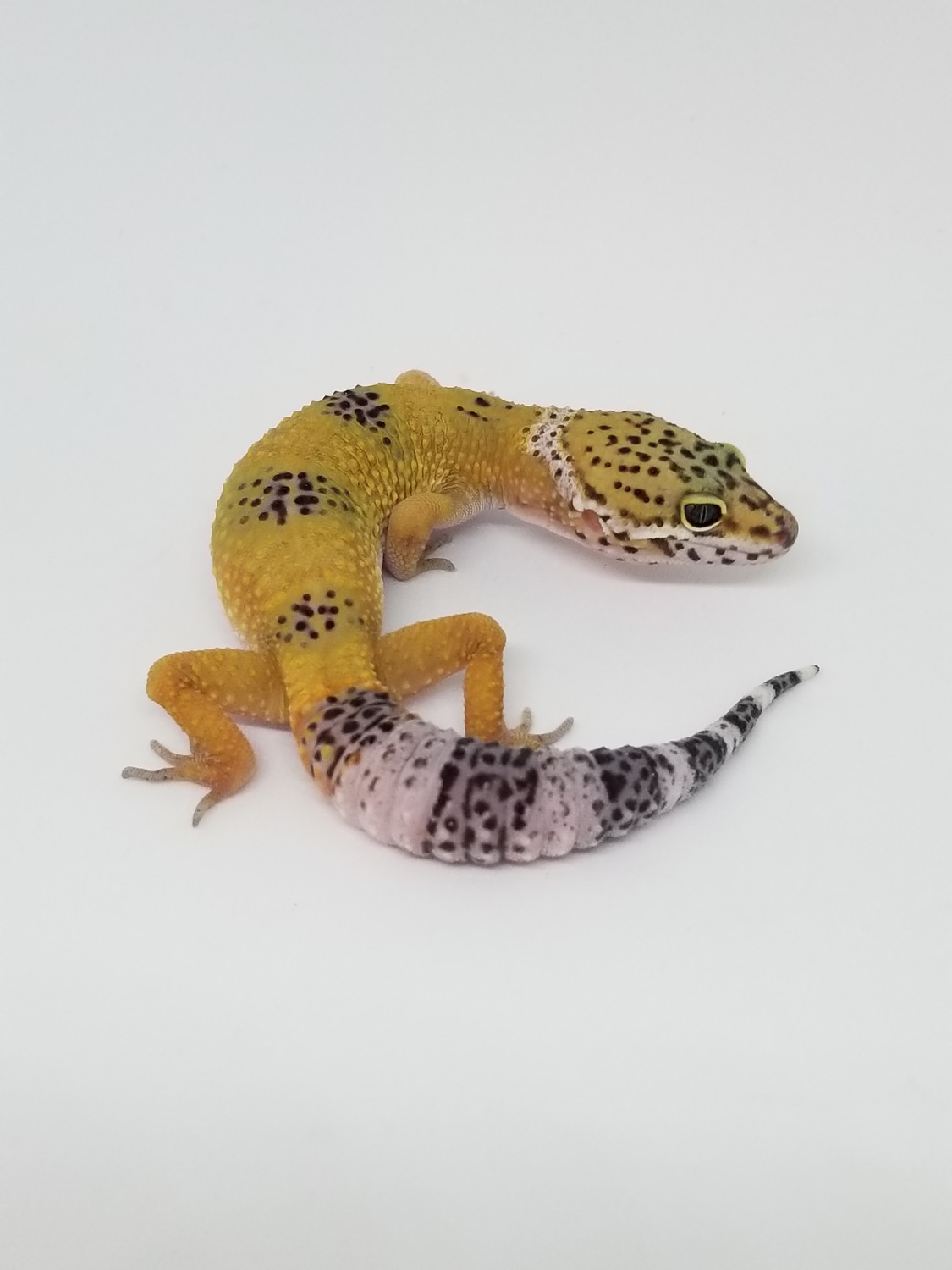 Tangerine Het Bell Het Blizzard Leopard Gecko by Victorian Geckos ...