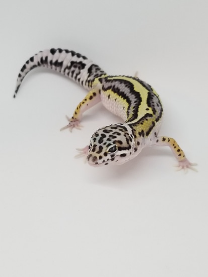 MALE Pet - Only Leopard Gecko by Victorian Geckos