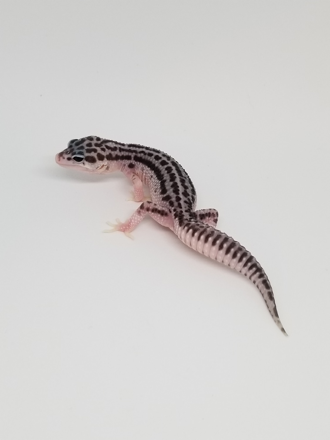 Total Eclipse Poss. Het Tremper Leopard Gecko by Victorian Geckos ...