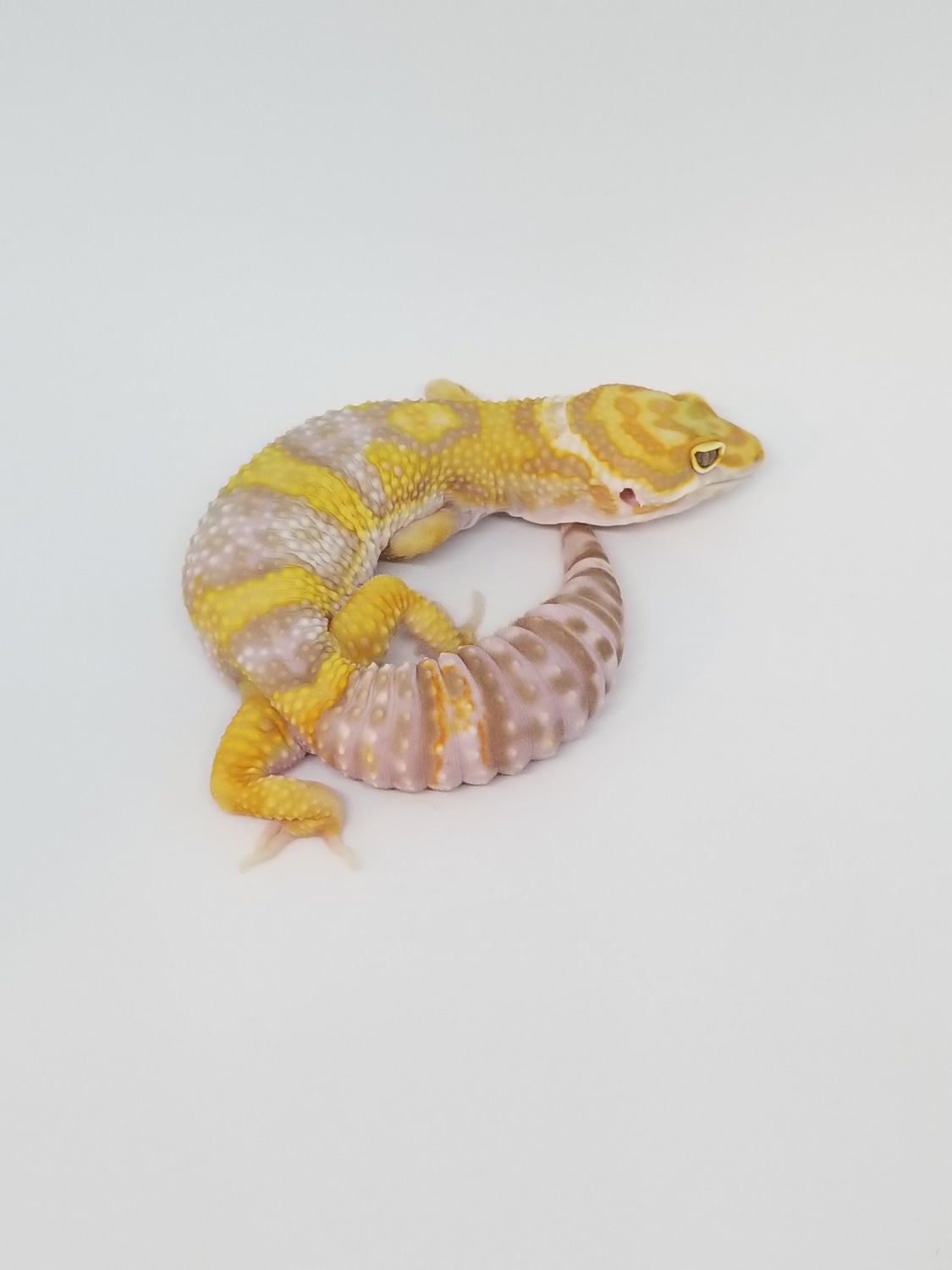 Mack Snow Bold High-Contrast Tangerine Tremper Het Eclipse Leopard ...