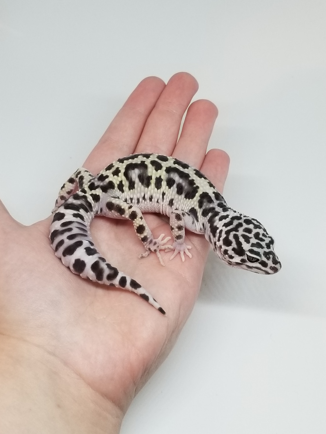 Mack Snow Bold (Small Chance) - Poss. Het Eclipse Leopard Gecko by ...