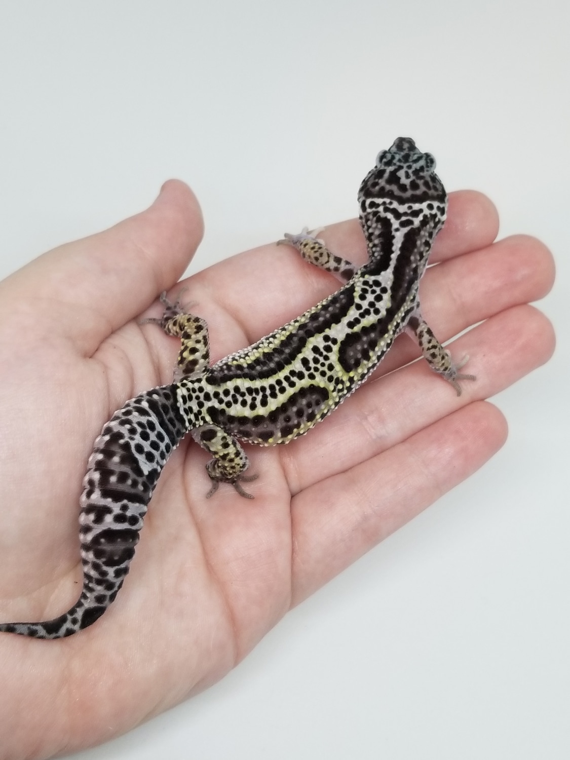 Akoya (Black Night/Black Pearl) Mack Snow Bold Stripe Cross Het Murphy ...