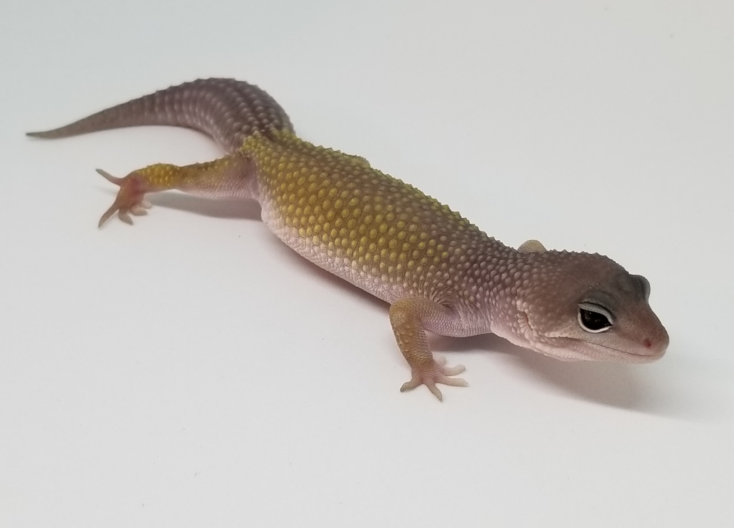 Blizzard 25% Black Night Het Tremper Poss. Het Eclipse Leopard Gecko by Victorian Geckos ...