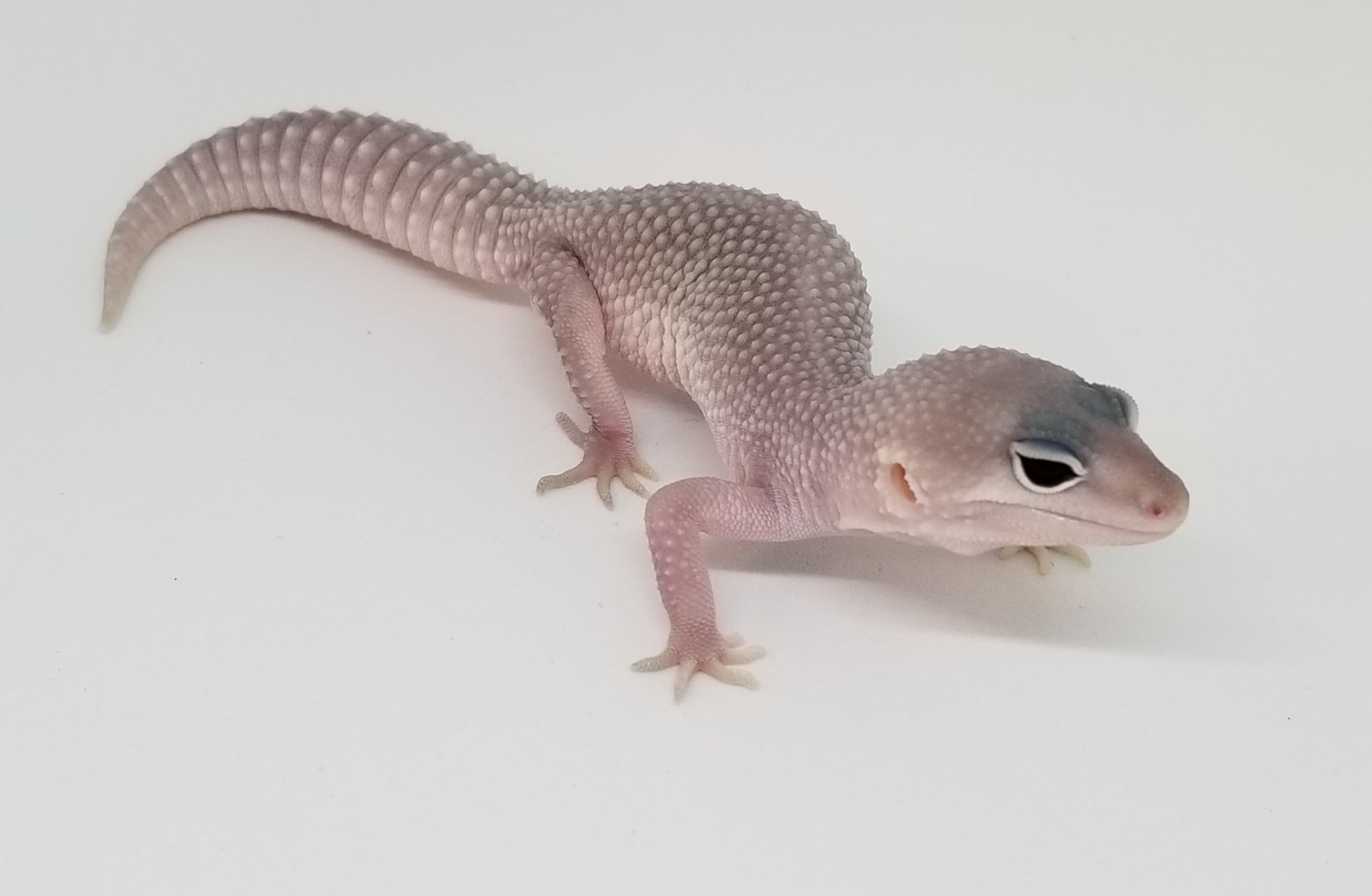 TSF Blizzard 25% Black Night Het Tremper Poss. Het Eclipse Leopard ...