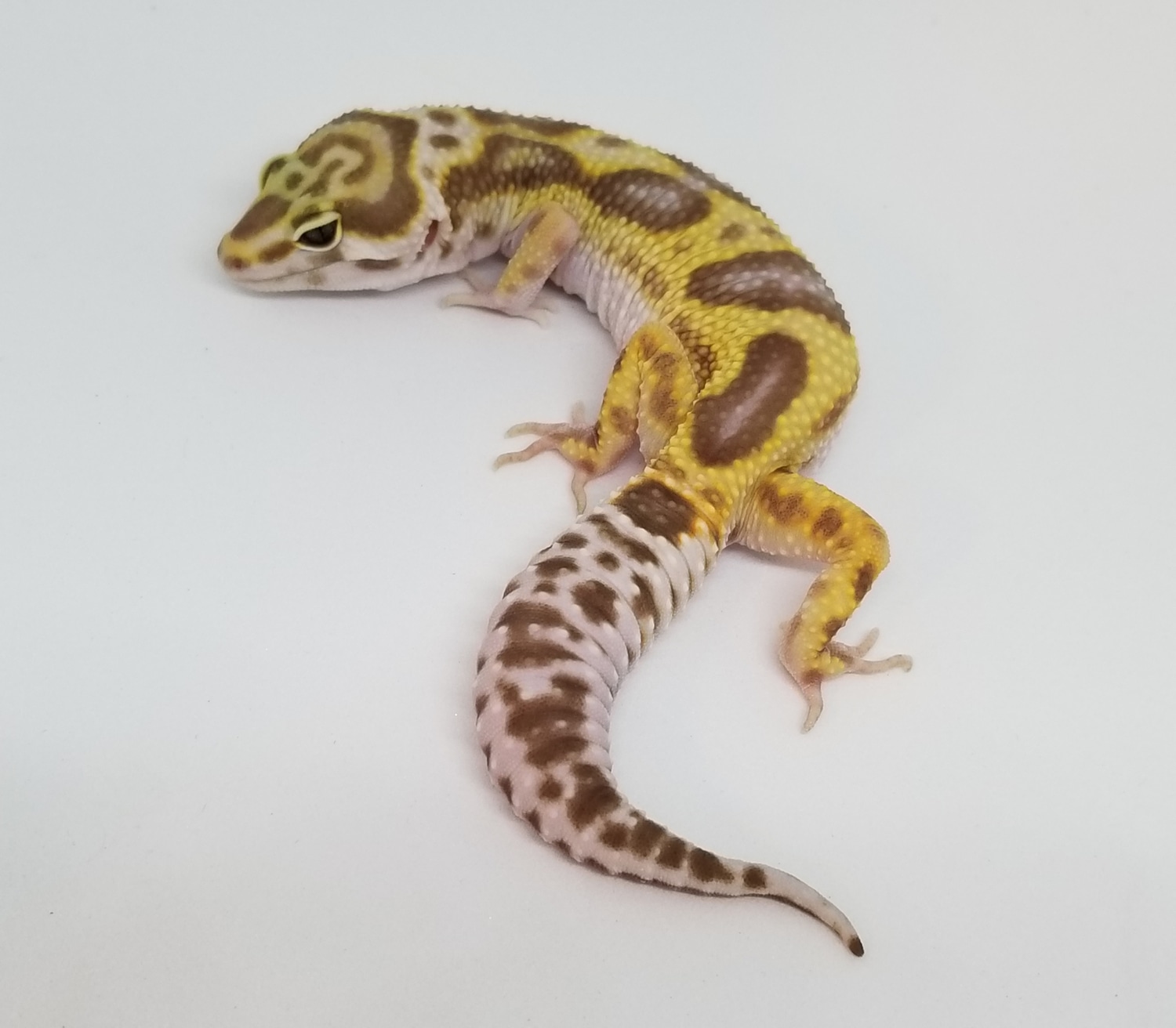 Mack Snow Bold High-Contrast Tangerine Tremper Poss. Het Eclipse ...