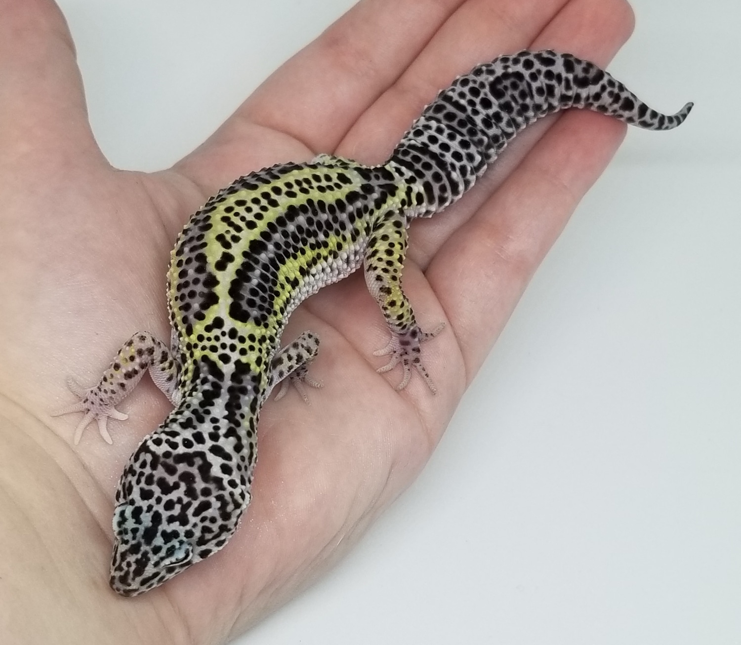 Akoya (Black Night/Black Pearl) Mack Snow Bold Stripe Cross Het Murphy ...