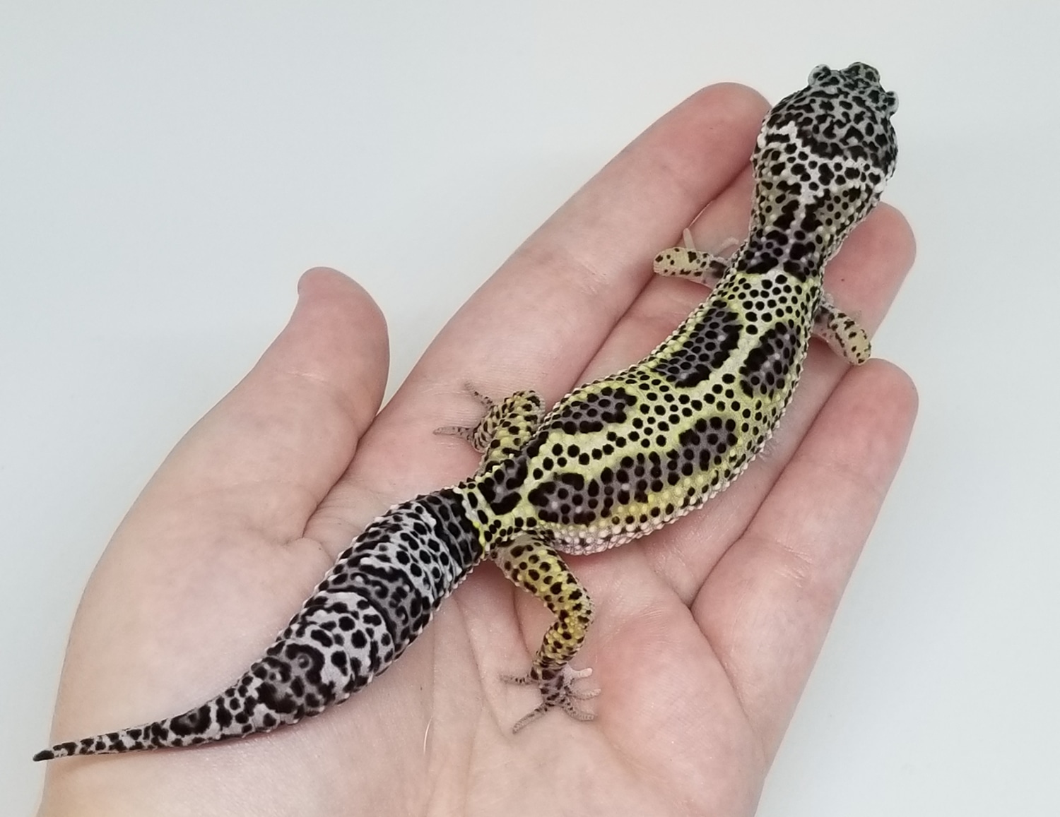 RTB! Akoya (Black Night/Black Pearl) Mack Snow Bold Stripe Cross Het ...