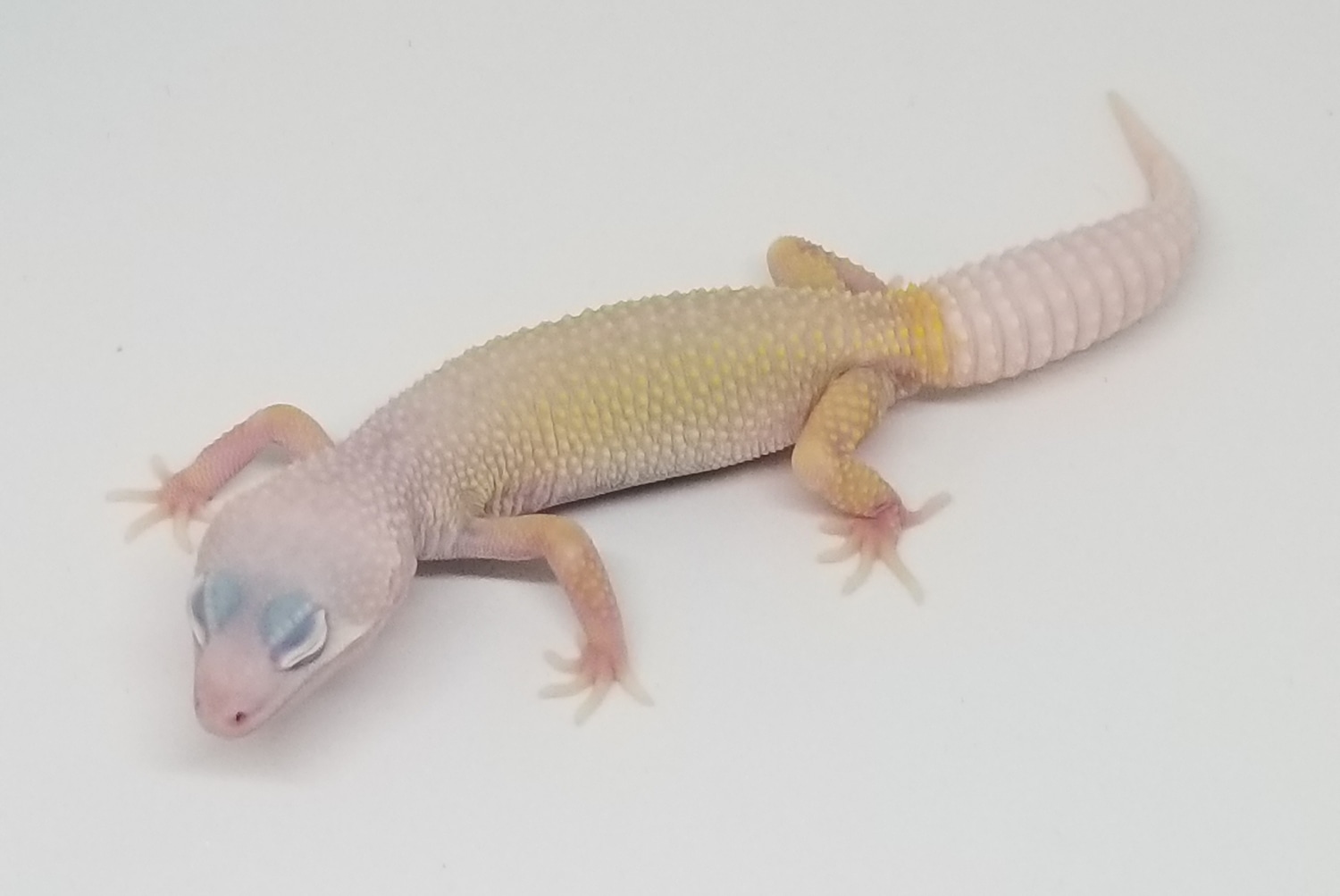 Blazing Blizzard 25% Black Night Poss. Het Eclipse Leopard Gecko by ...