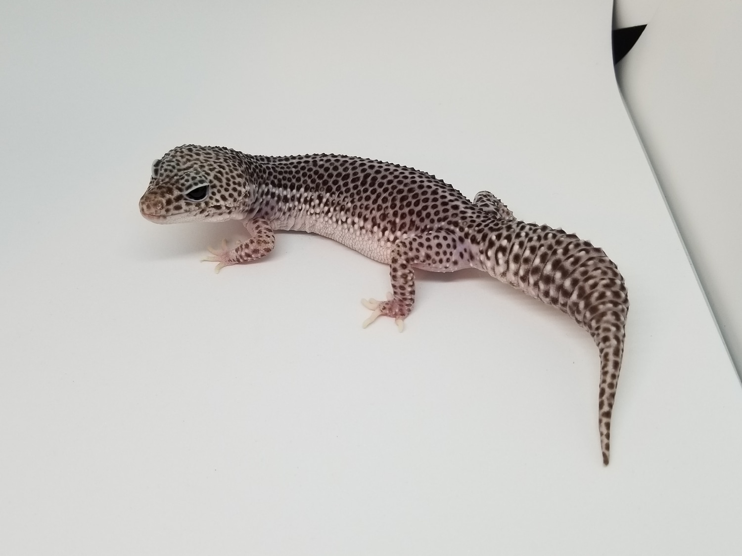 Granite Super Snow Poss. Het Rainwater And Murphy's Patternless Leopard ...