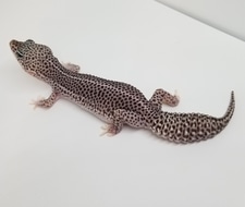 Granite Super Snow Poss. Het Rainwater And Murphy's Patternless Leopard ...