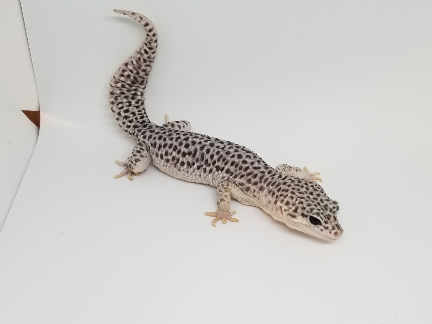 Super Snow Poss. Het Rainwater And Murphy's Patternless Leopard Gecko ...