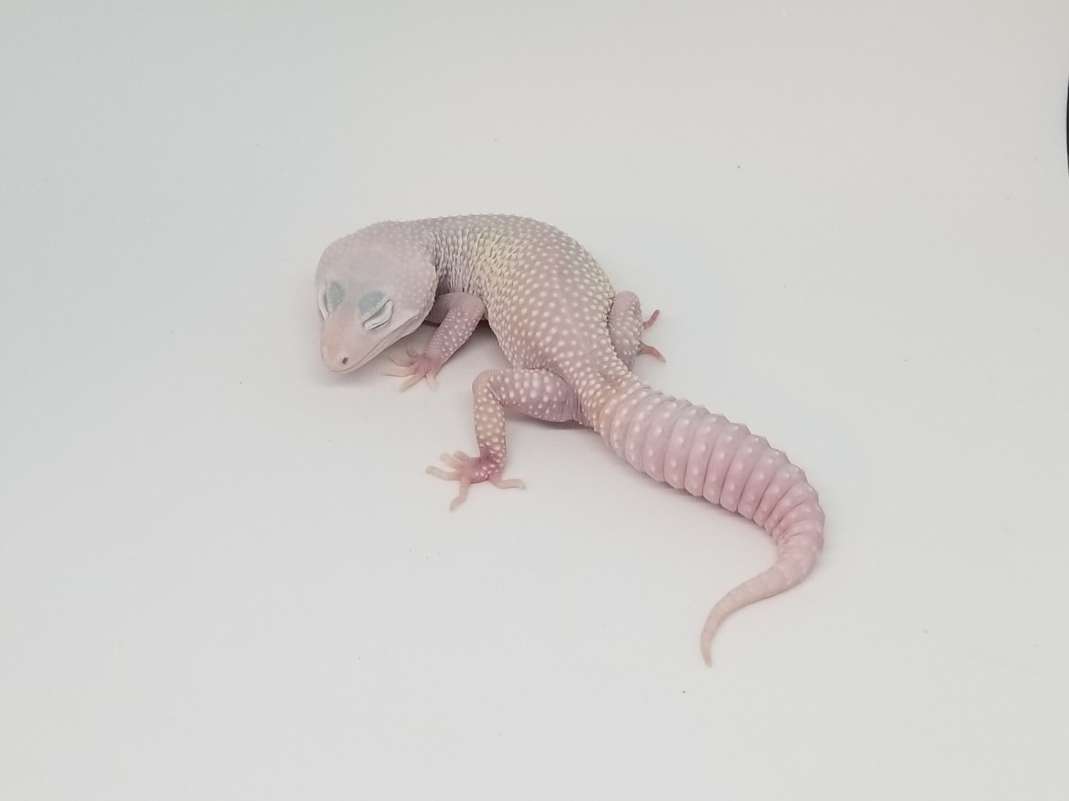 Blazing Blizzard 25% Black Night Poss. Het Eclipse Leopard Gecko by ...