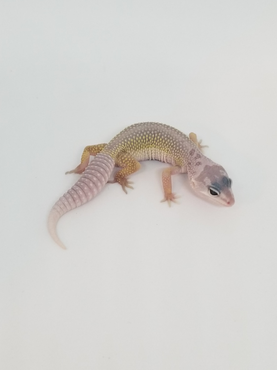 SALE! Blizzard 25% Black Night Het Tremper Poss. Het Eclipse Leopard Gecko by Victorian Geckos ...
