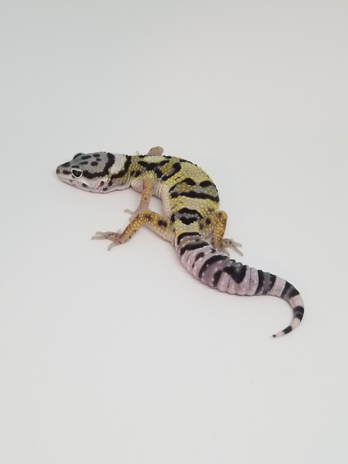 TSM Mack Snow Het Tremper Ph Eclipse Leopard Gecko by Victorian Geckos ...