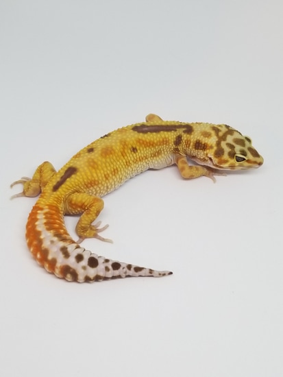 Bold High-Contrast Tangerine Tremper Poss. Het Eclipse Leopard Gecko by ...