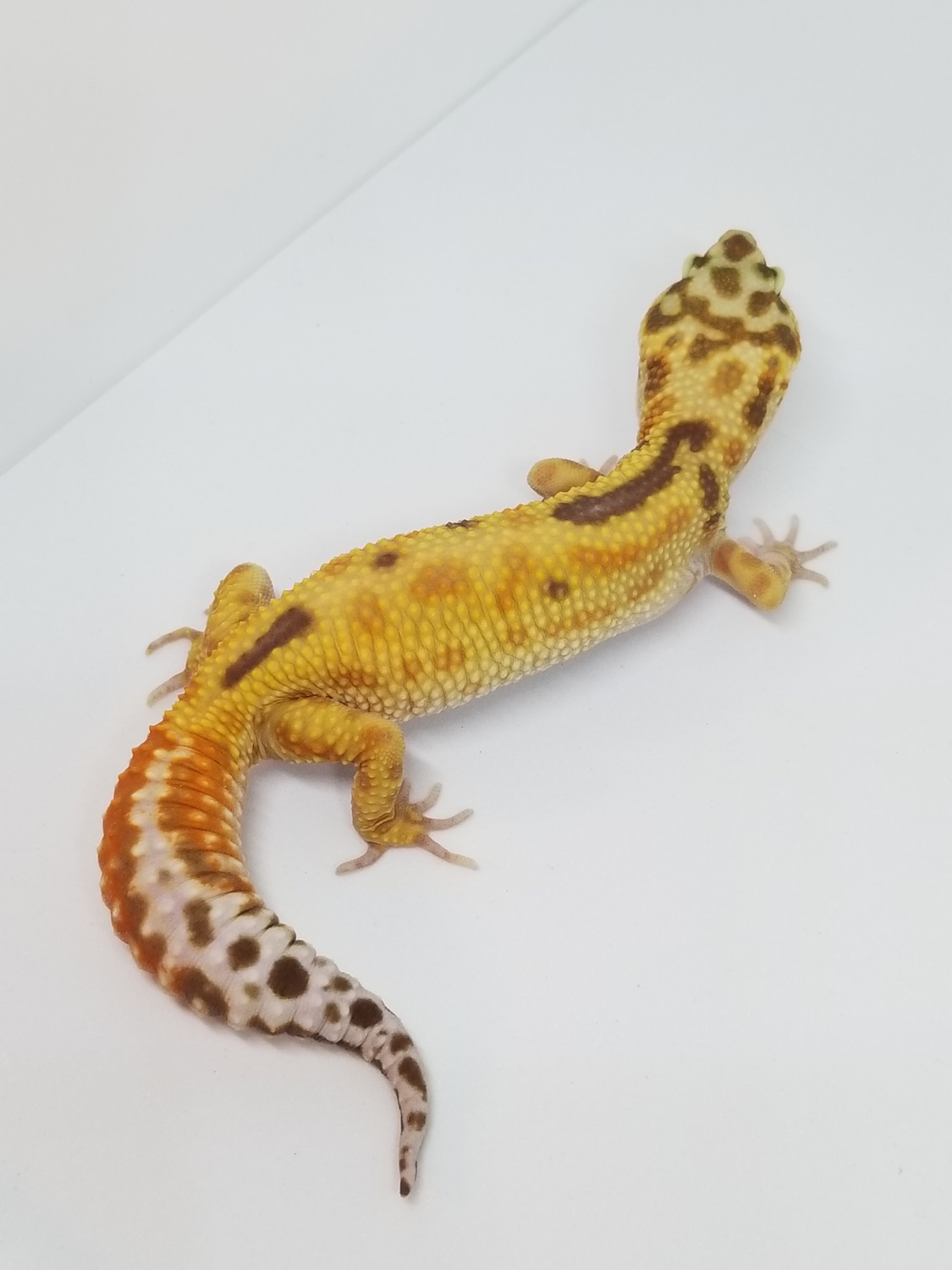 Bold High-Contrast Tangerine Tremper Poss. Het Eclipse Leopard Gecko by ...