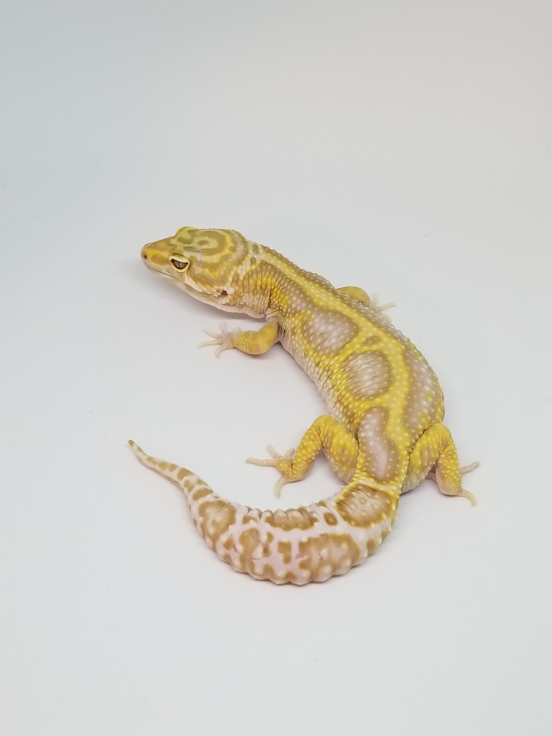 Mack Snow Bold High-Contrast Tangerine Tremper Poss. Giant Poss. Het ...