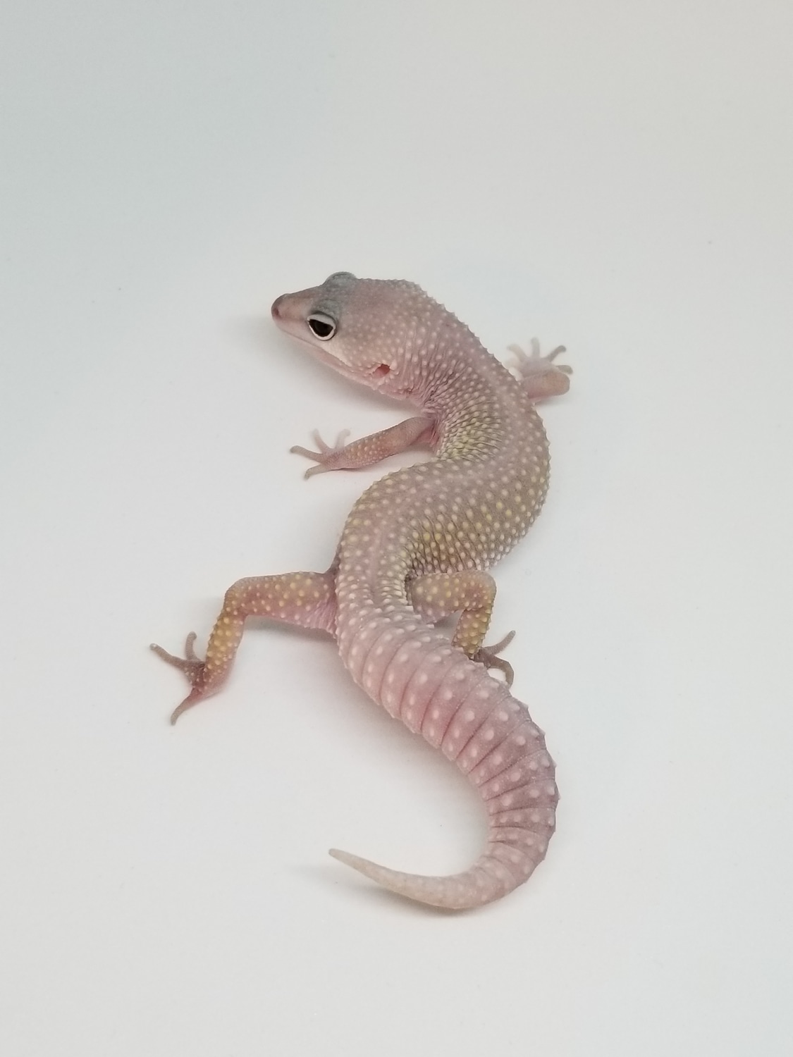 Blizzard 100% Het Bell And Eclipse Leopard Gecko by Victorian Geckos ...