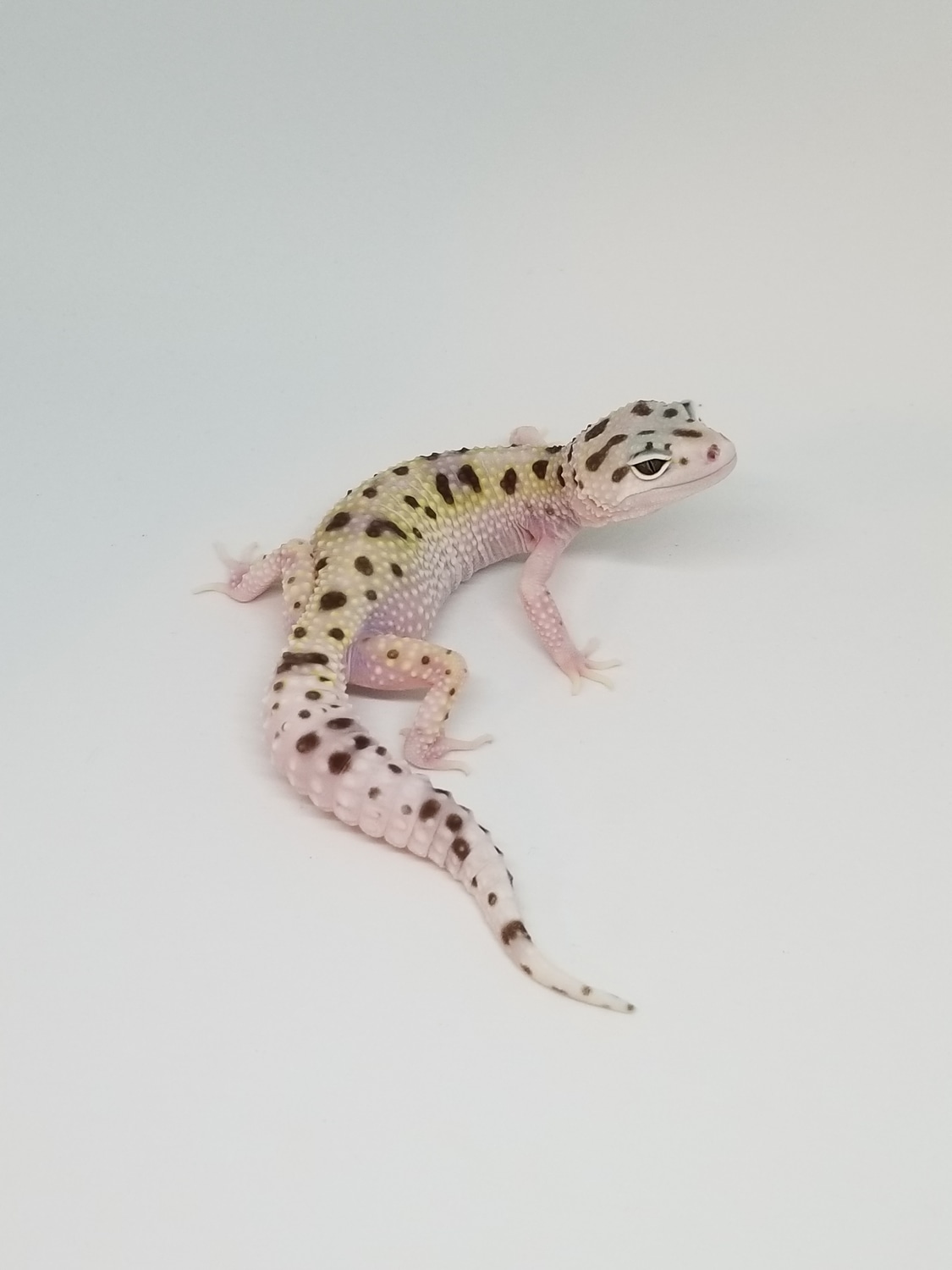 Mack Snow W/Y Bold Bandit Cross Poss. Het Murphy's Patternless Leopard ...