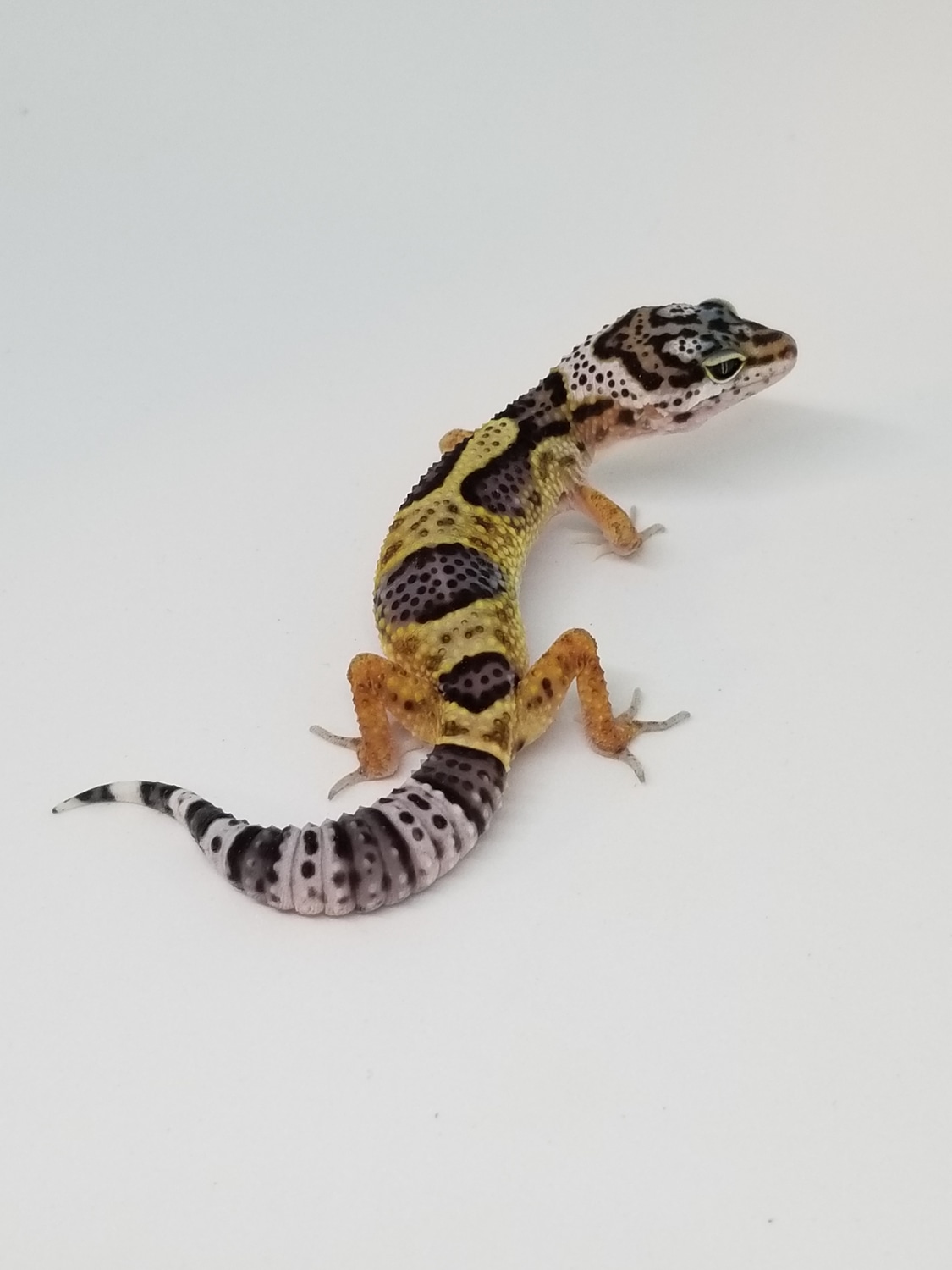 TSF Normal 25% Black Night Het Tremper Poss. Het Blizzard And Eclipse ...