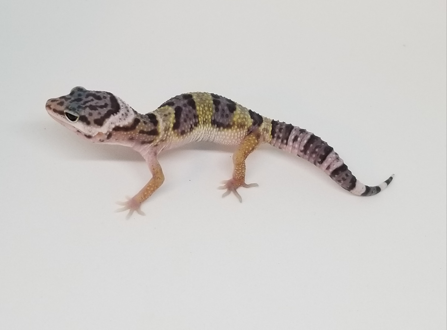 TSF Normal Poss. W/Y Poss. Het Tremper And Murphy's Patternless Leopard ...