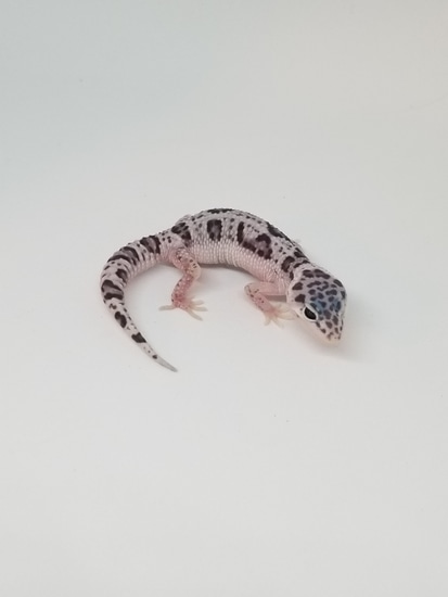 TSM Mack Snow W/Y Lavender Poss. Het Tremper And MP Leopard Gecko by ...
