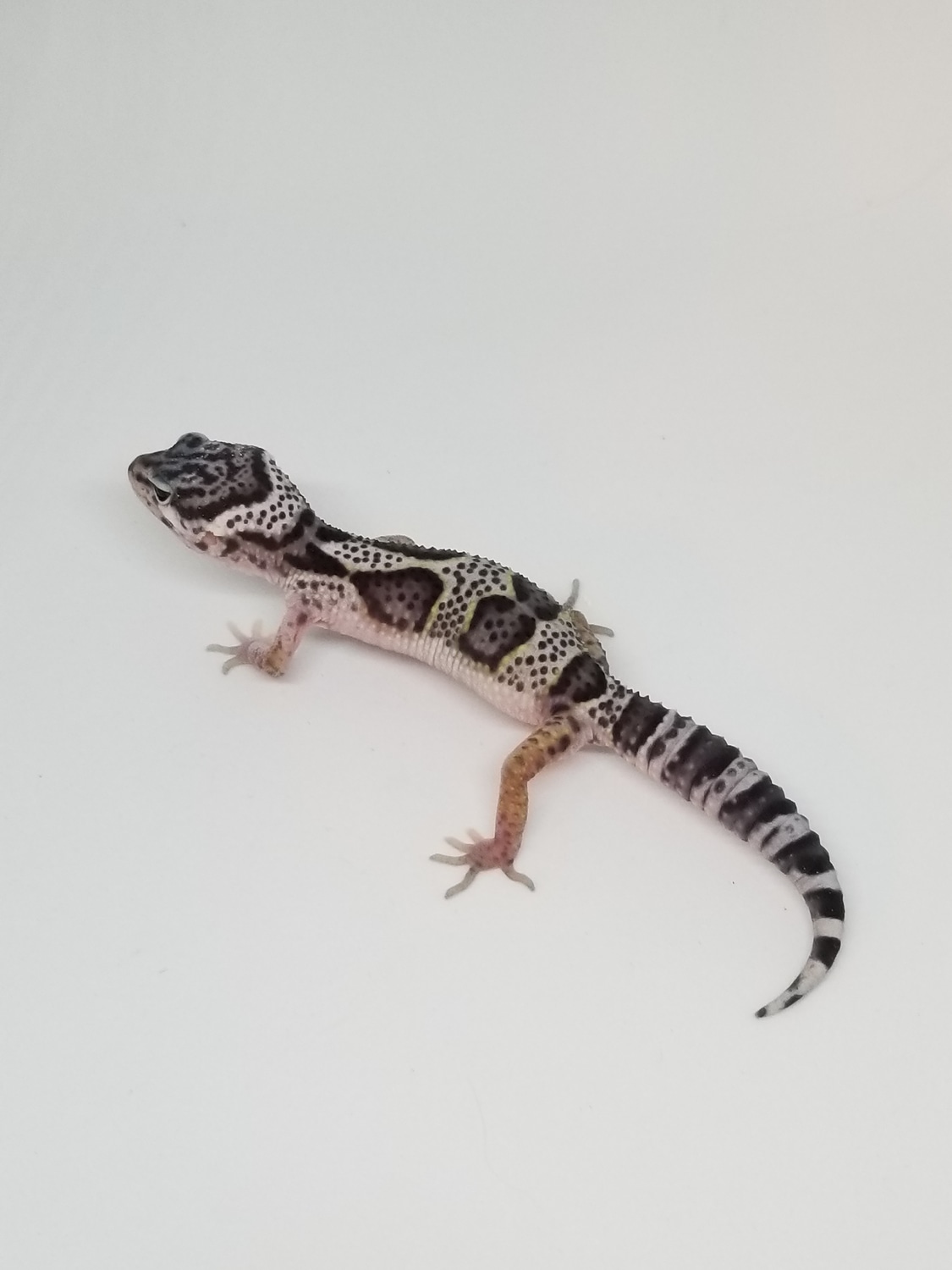 Mack Snow 25% Black Night Het Tremper Poss. Het Blizzard And Eclipse ...