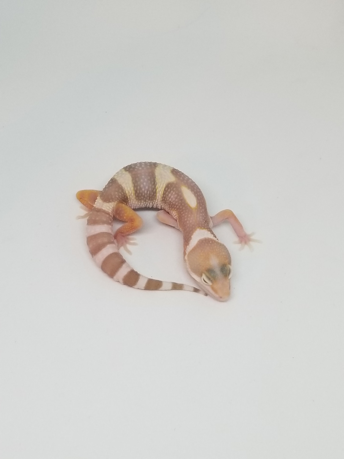 Mack Snow Tremper Poss. Het Eclipse Leopard Gecko by Victorian Geckos ...