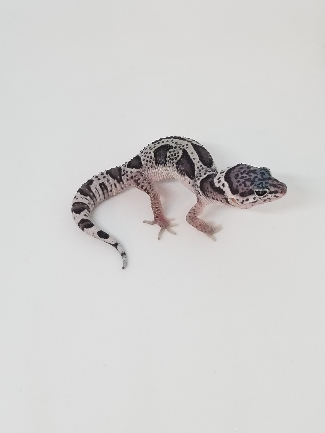 TSM Mack Snow 50% Black Pearl 100% Het Murphy's Patternless Leopard ...