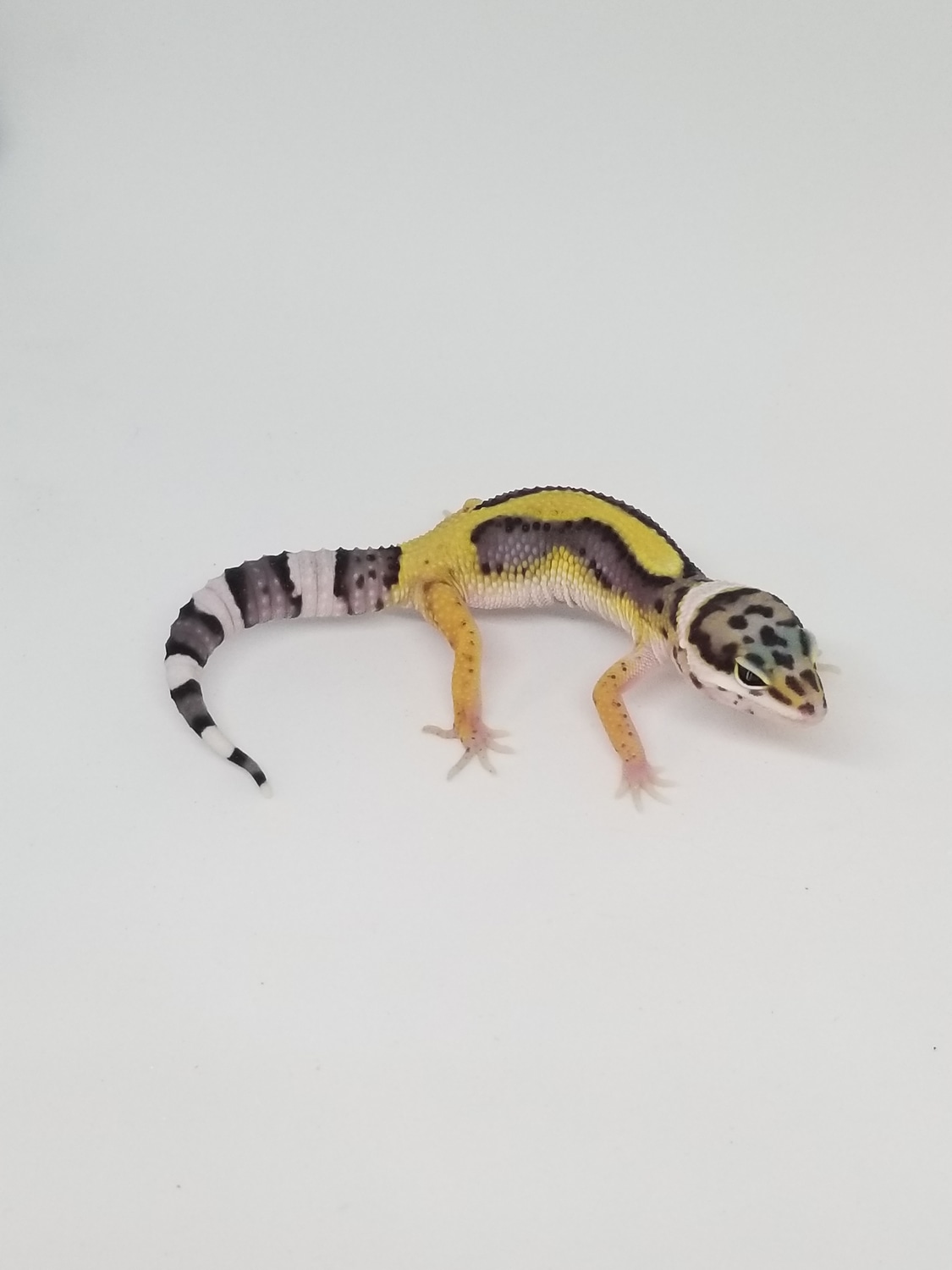 TSM Bold Poss. W/Y (No Known Hets) Leopard Gecko by Victorian Geckos ...